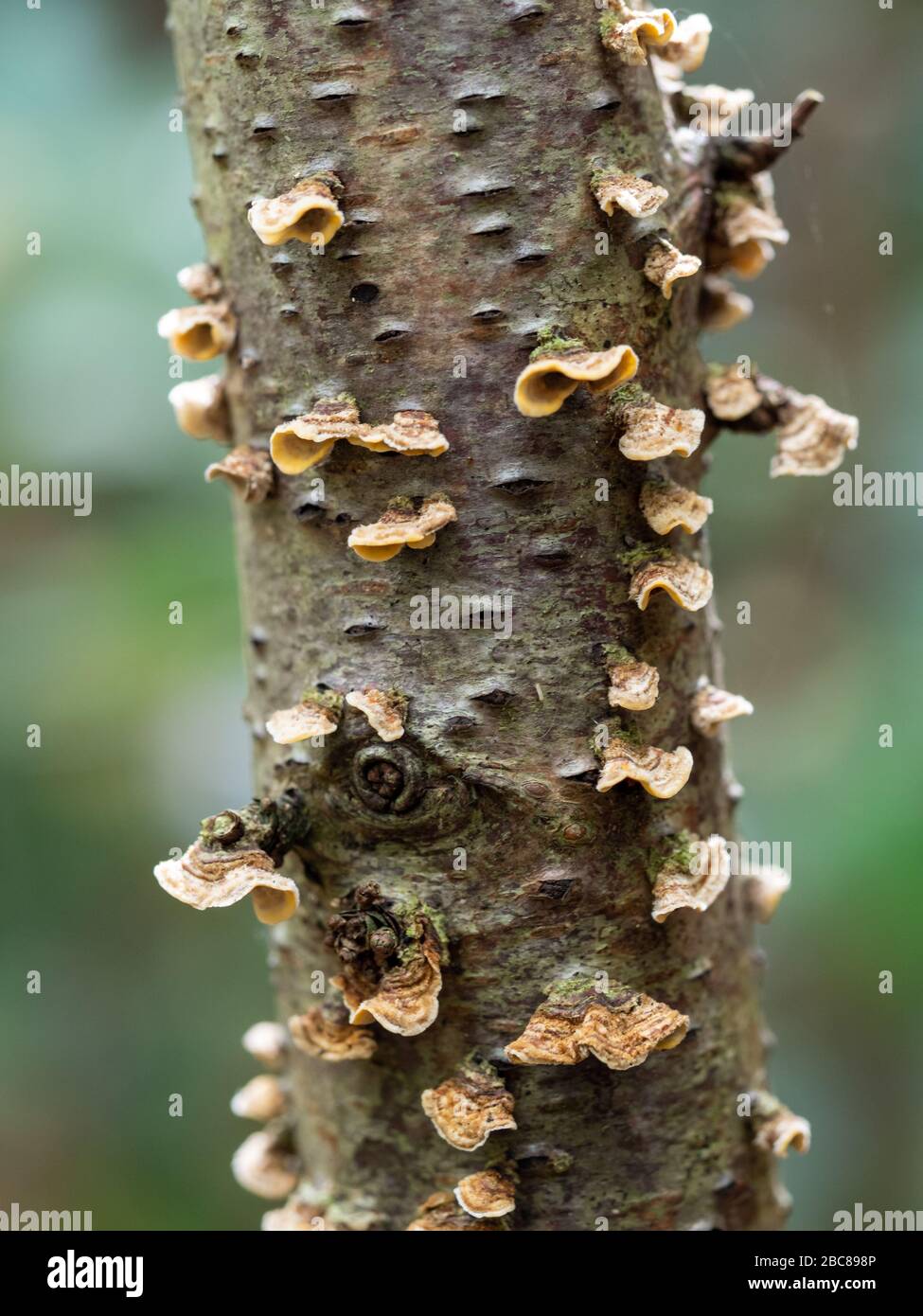 Stereaceae hi-res stock photography and images - Alamy
