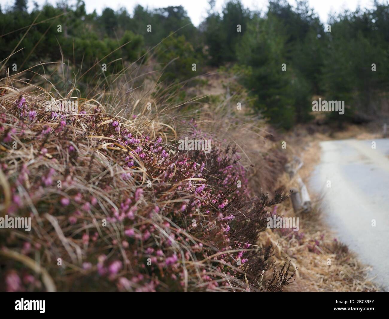 Travel along field yellow flowers hi-res stock photography and images ...