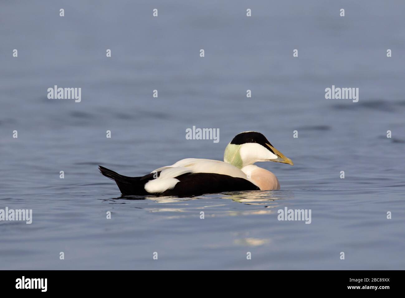 Eider duck drake hi-res stock photography and images - Alamy