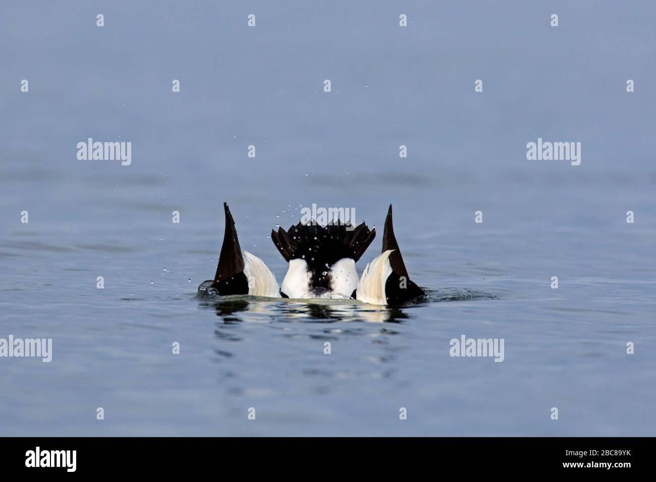 Common eider duck (Somateria mollissima) male / drake in breeding ...