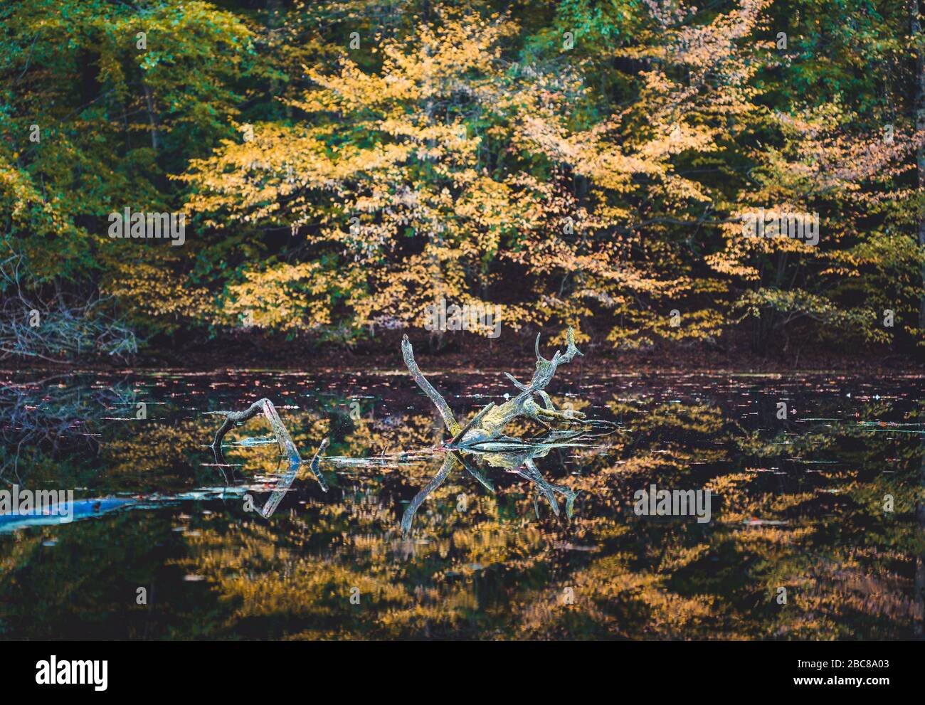 Golden autumn. Yellow colored trees reflected in a small pond Stock ...