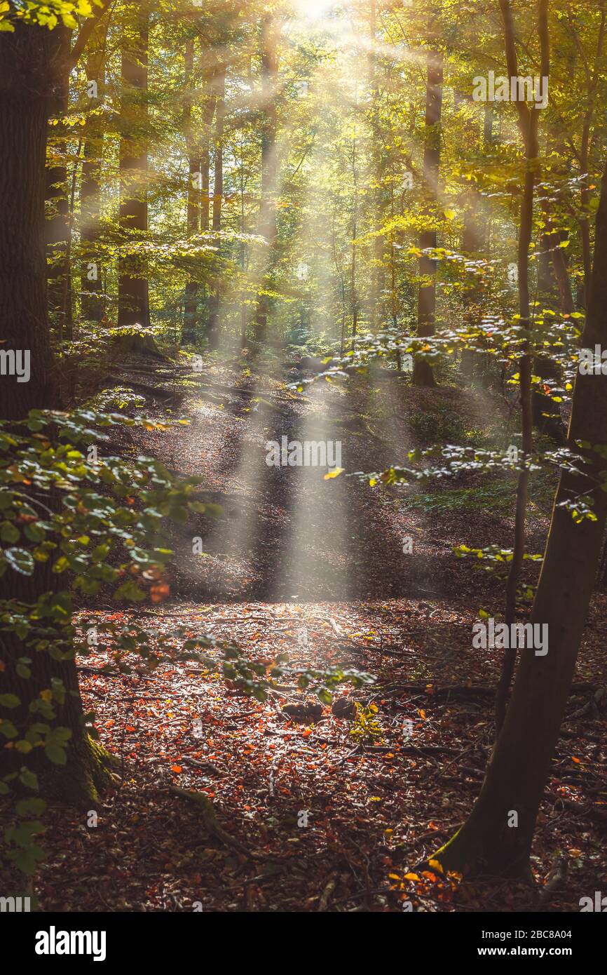 Forest path with sun rays comming through the tree leaves Stock Photo ...