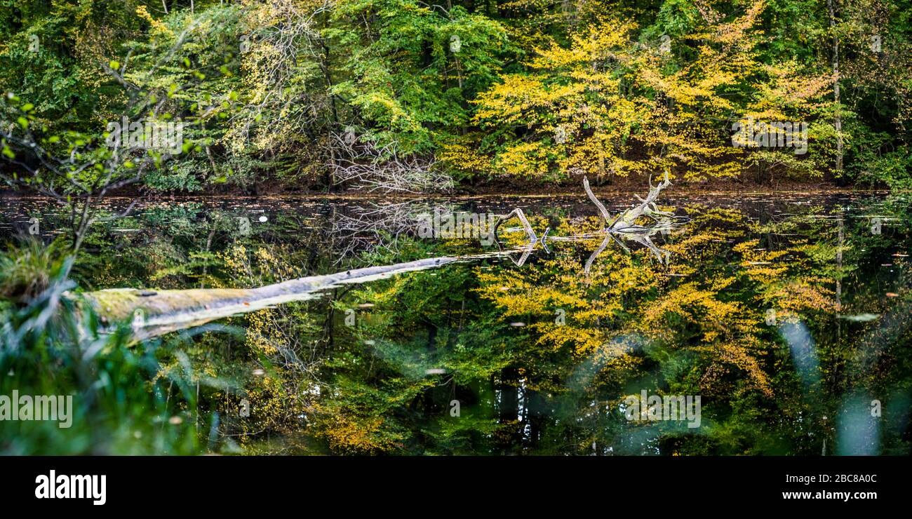 Beautiful autumn colored trees reflected in a small pond. One old tree ...