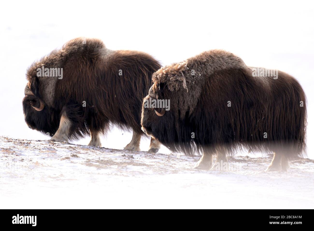 Musk ox in winter hi-res stock photography and images - Alamy