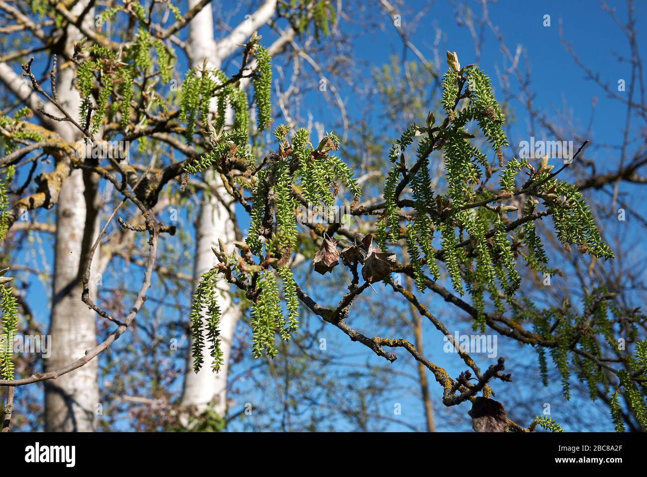 White Poplar Populus Alba High Resolution Stock Photography and Images ...
