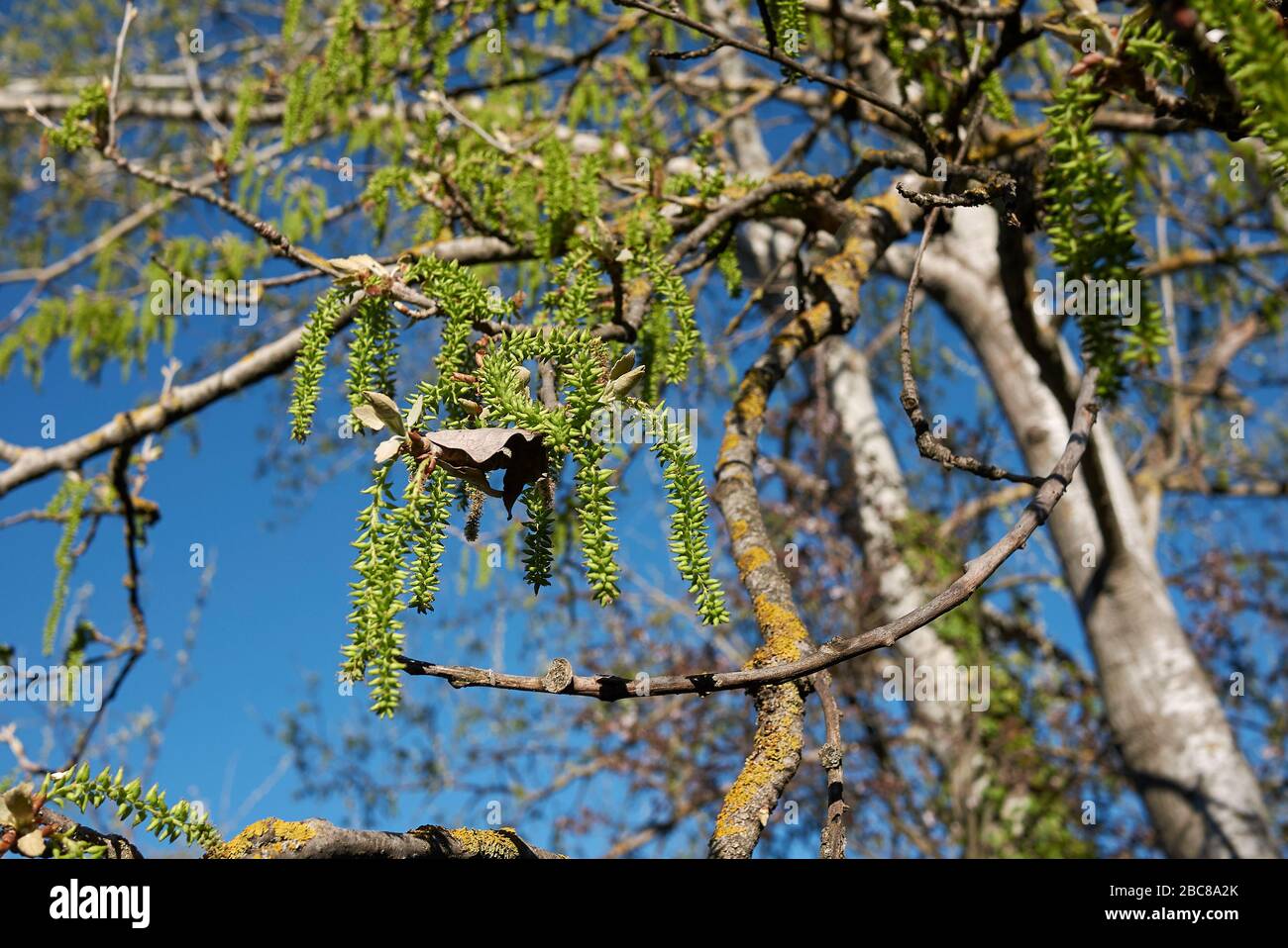 Populus alba flower hi-res stock photography and images - Alamy