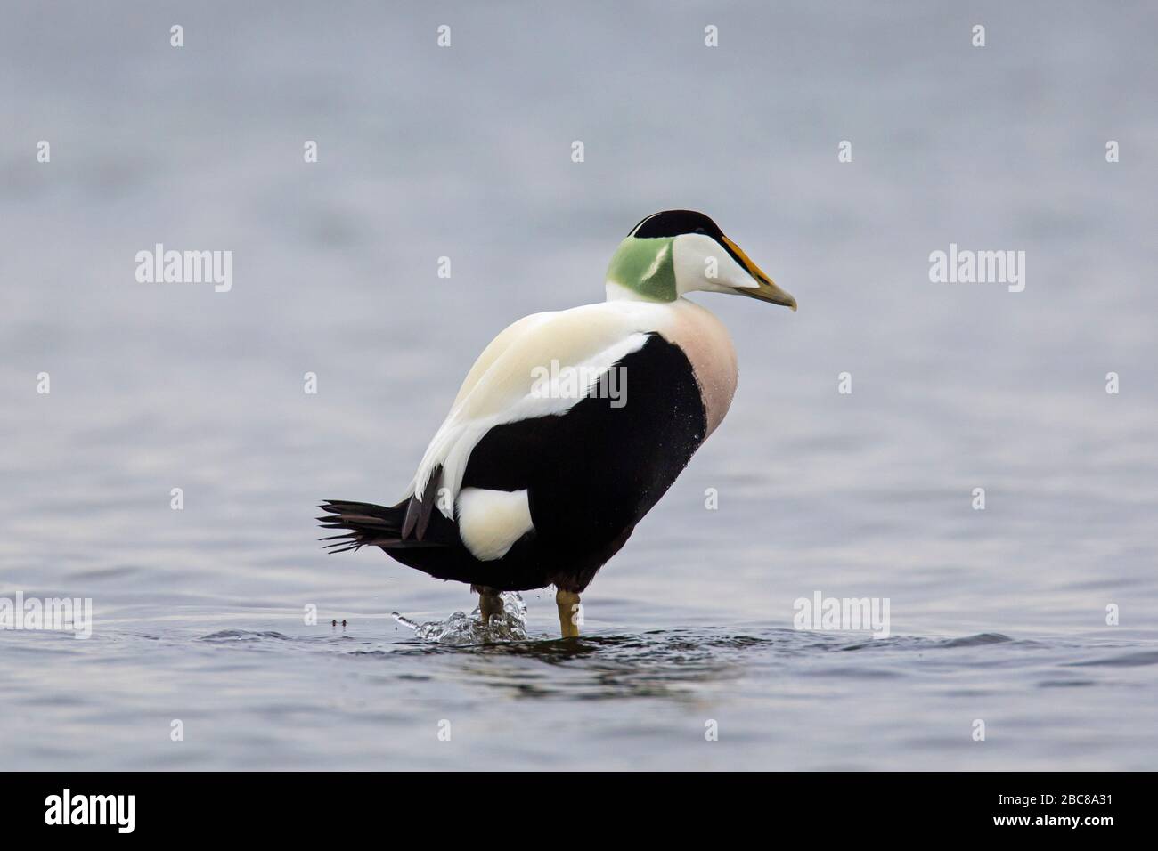 Eiders in breeding plumage hi-res stock photography and images - Alamy