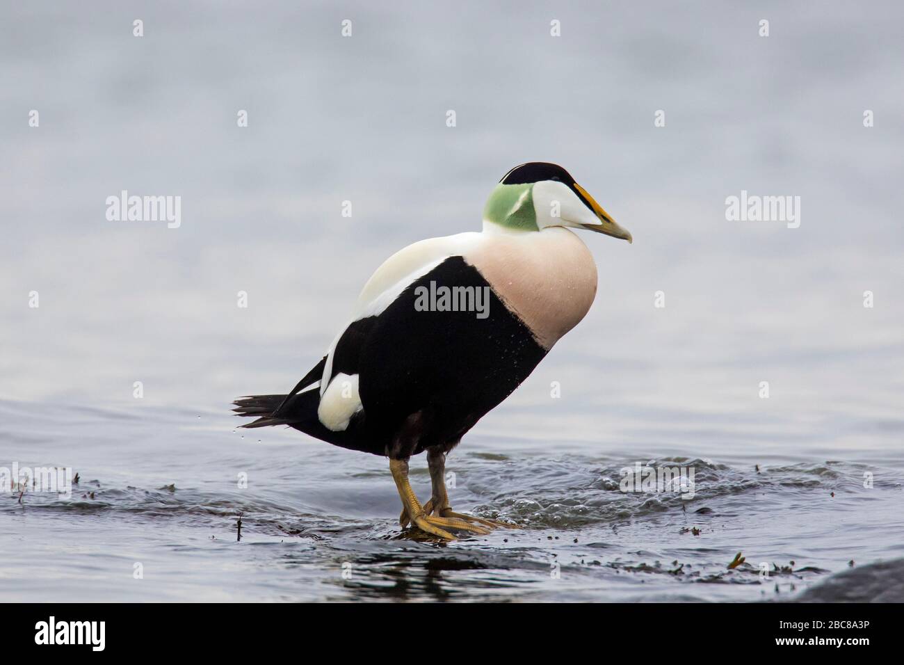 Common eider duck (Somateria mollissima) male / drake in breeding ...
