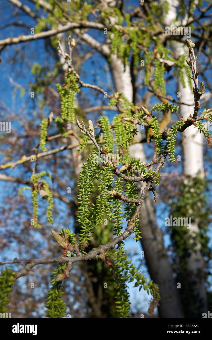 Populus alba flower hi-res stock photography and images - Alamy