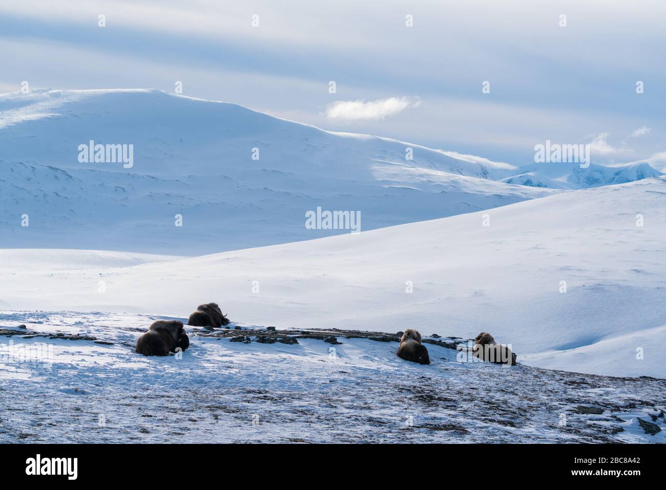 Musk ox snow hi-res stock photography and images - Alamy