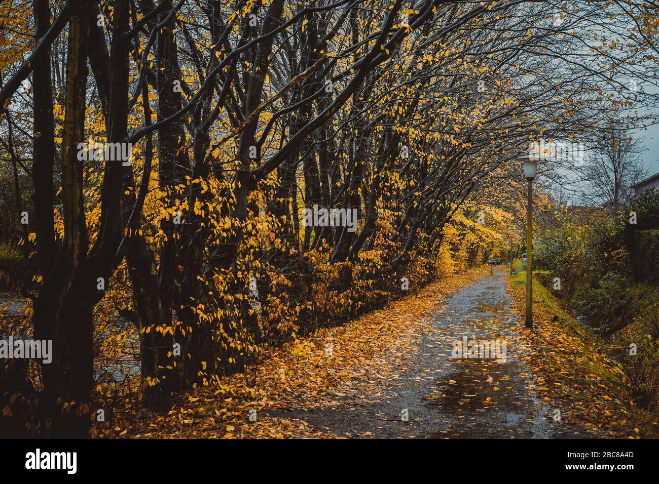Beautiful alley in a park with lanterns. Leaf fall, autumn natural ...