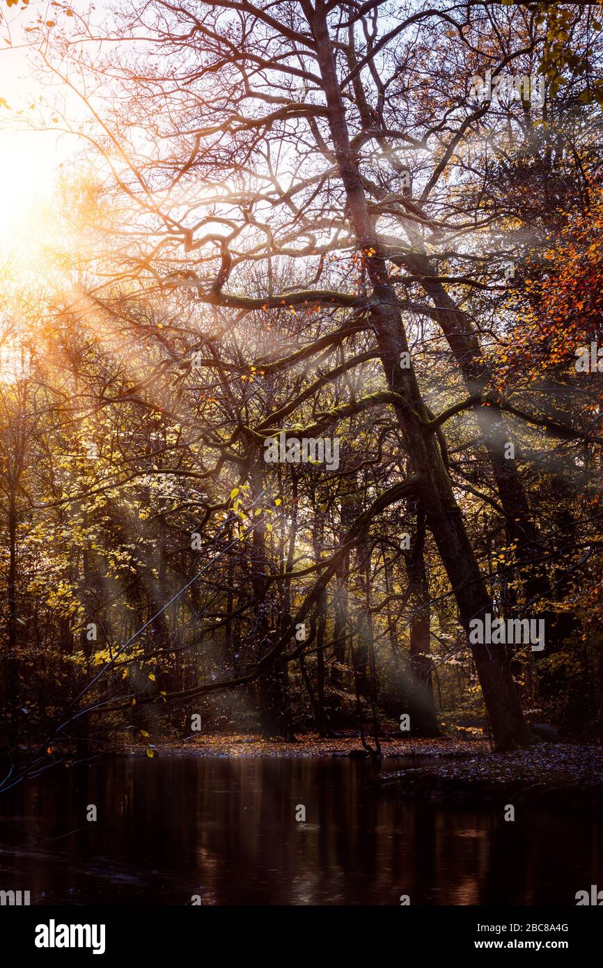 Autumn sun rays sunbeam appear trought the beautiful tree branches and ...