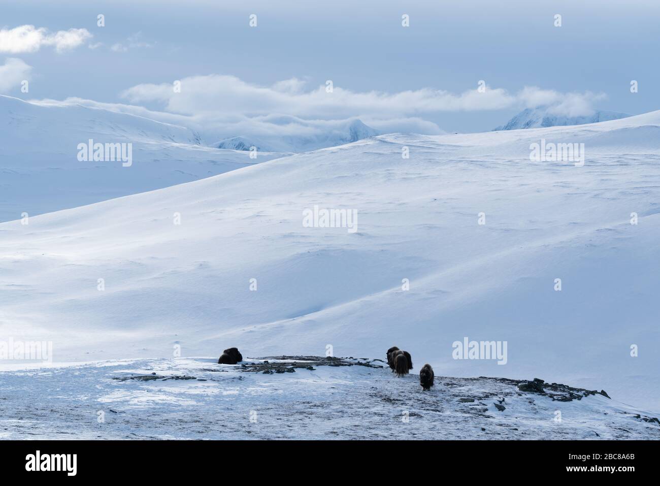 Musk ox snow hi-res stock photography and images - Alamy