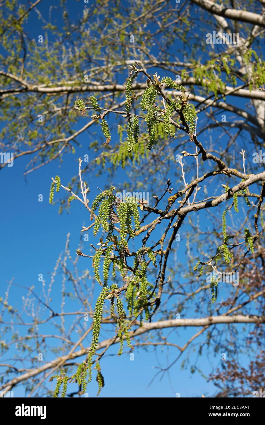 Tree bark populus alba hi-res stock photography and images - Alamy