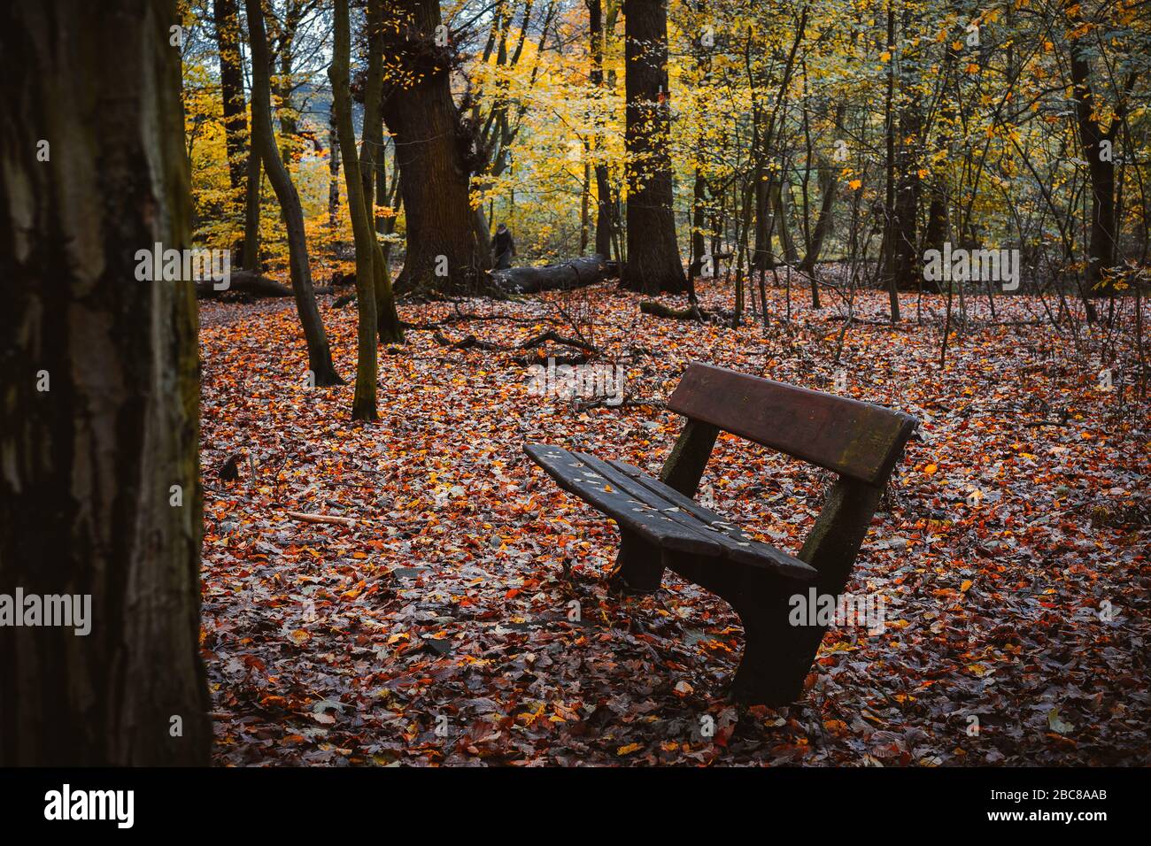 Autumn forest scene with empty bench. Winding walking path foliage leaf ...