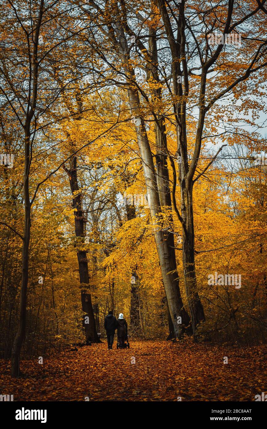 Unrecognizable couple with buggy on pathway. Trees covered with golden ...