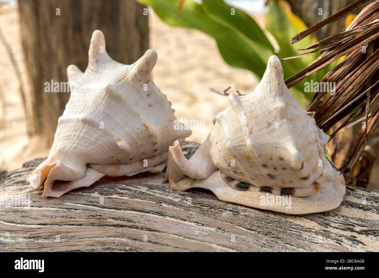 Seashell, Puka Shell Beach, Boracay island, Philippines Stock Photo - Alamy