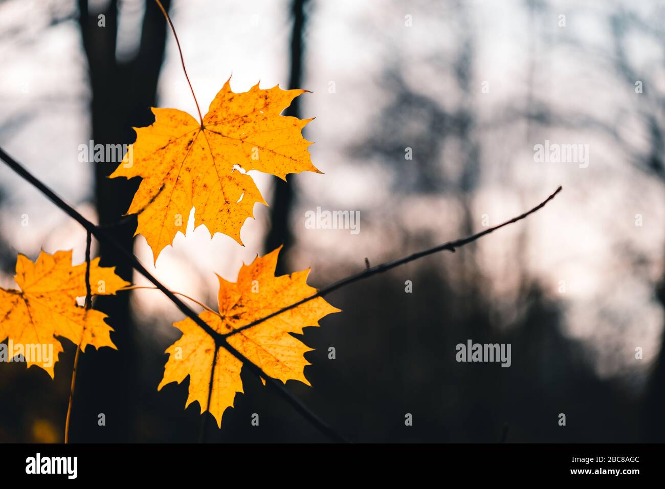 Autumn with last yellow maple leaves on trees branch in evening light Stock Photo - Alamy