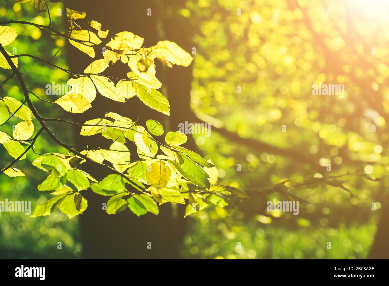 Summer leaves sun light flares hi-res stock photography and images - Alamy