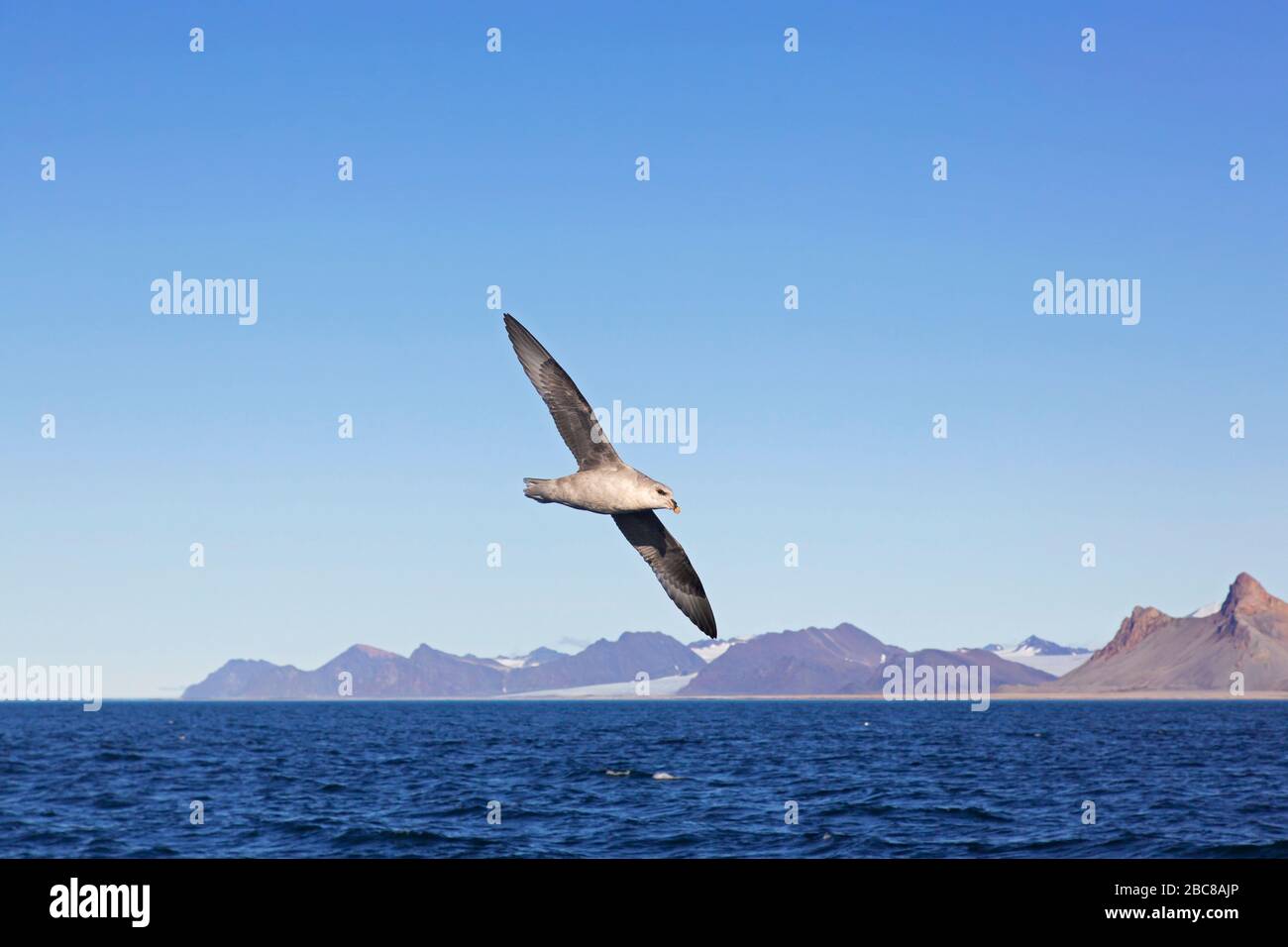 Northern fulmar / Arctic fulmar (Fulmarus glacialis) in flight soaring ...