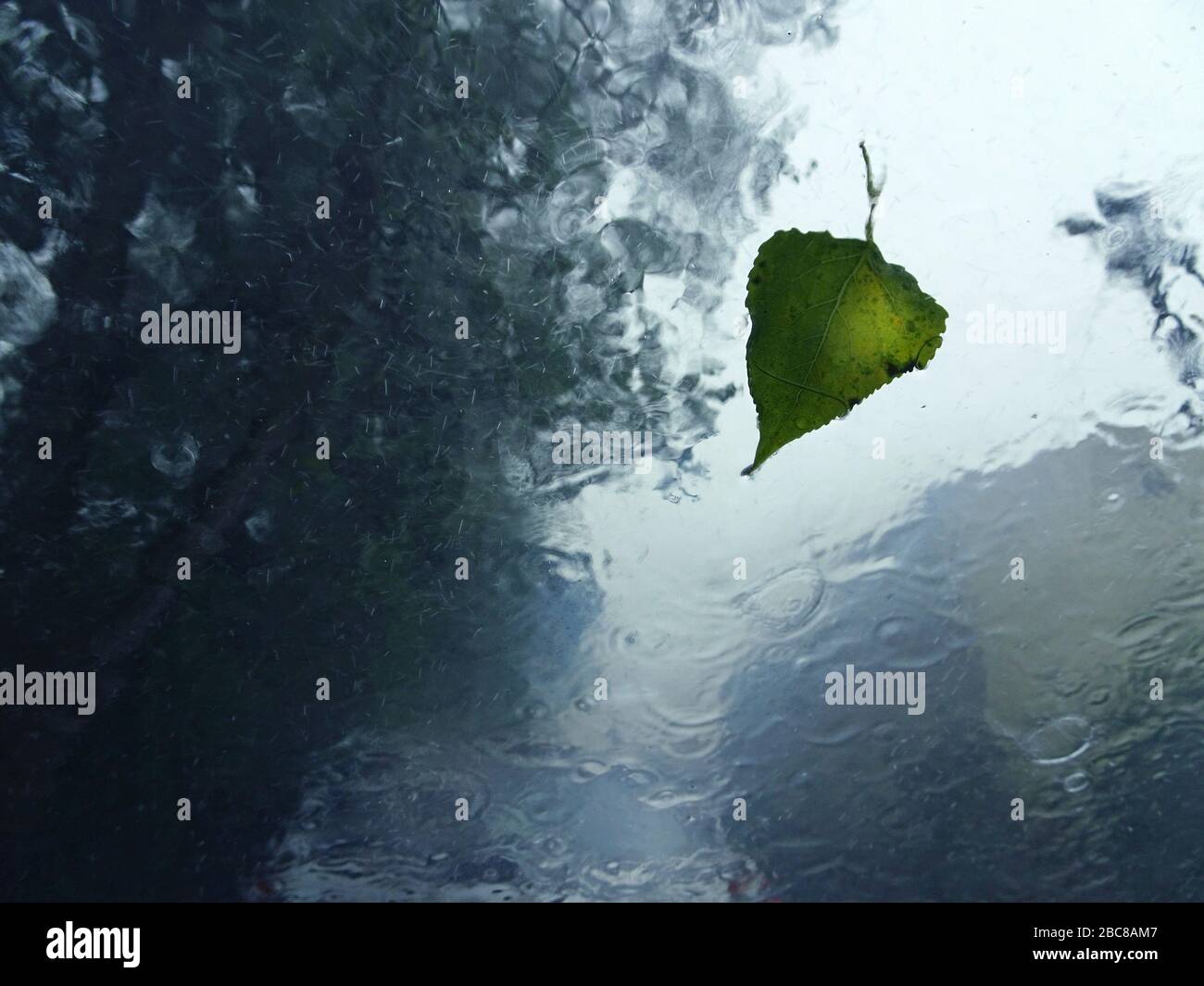 Puddle with leaf hi-res stock photography and images - Alamy