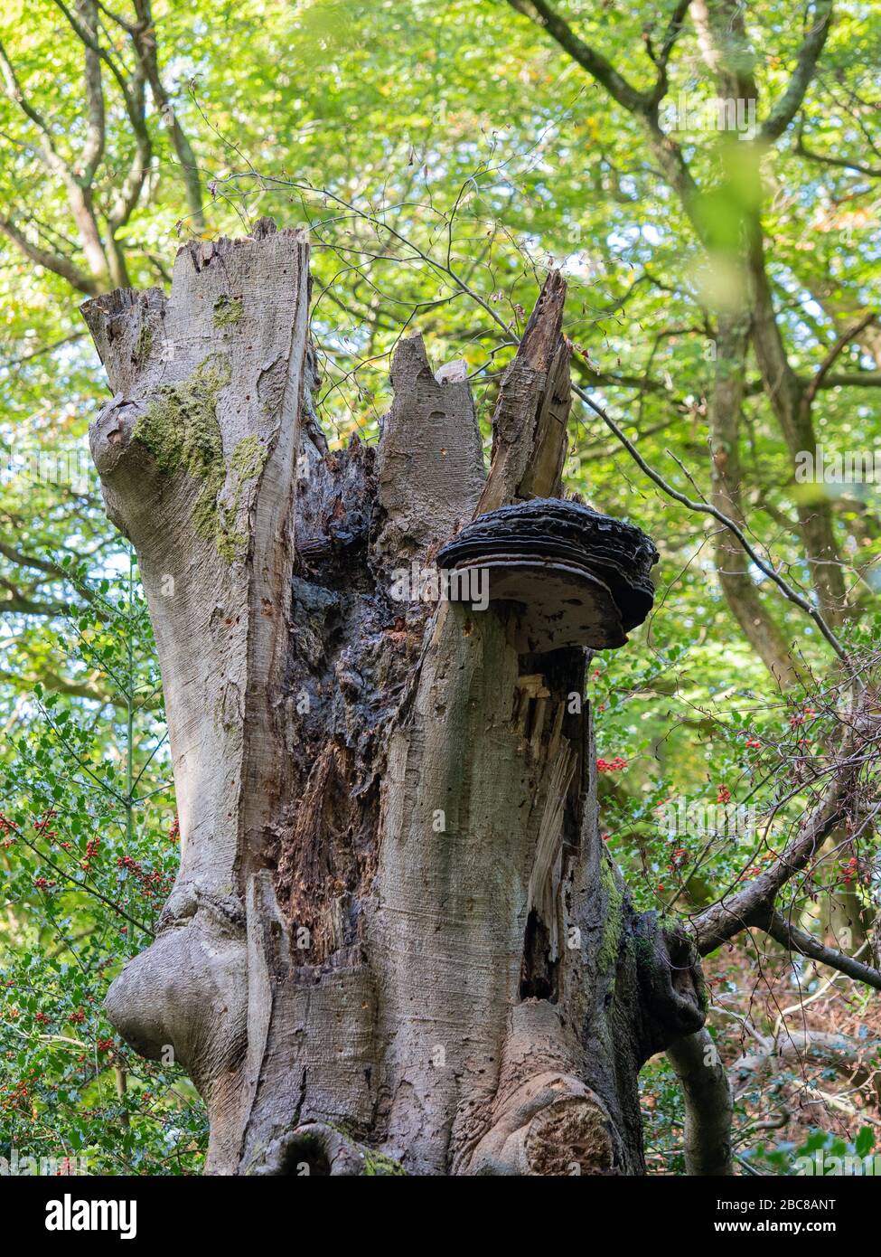 Large bracket fungus on a tree Stock Photo - Alamy