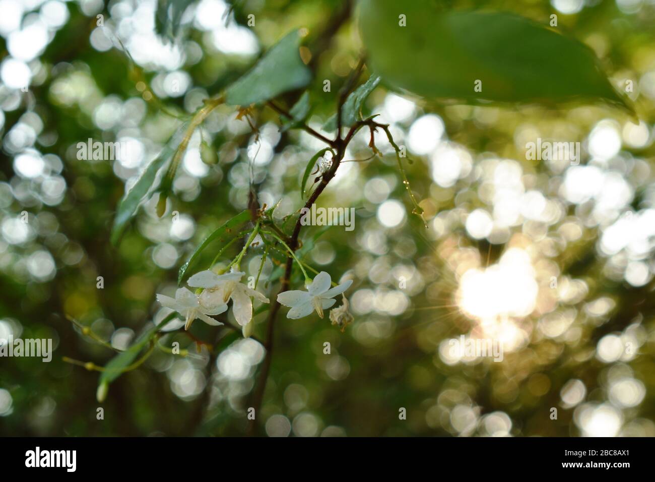 Wind Pruning High Resolution Stock Photography and Images - Alamy
