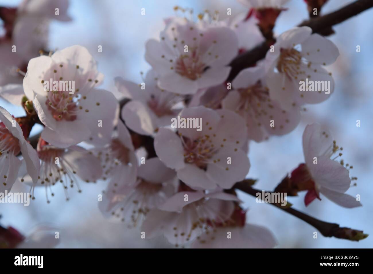 spring in the air 2020 Stock Photo - Alamy