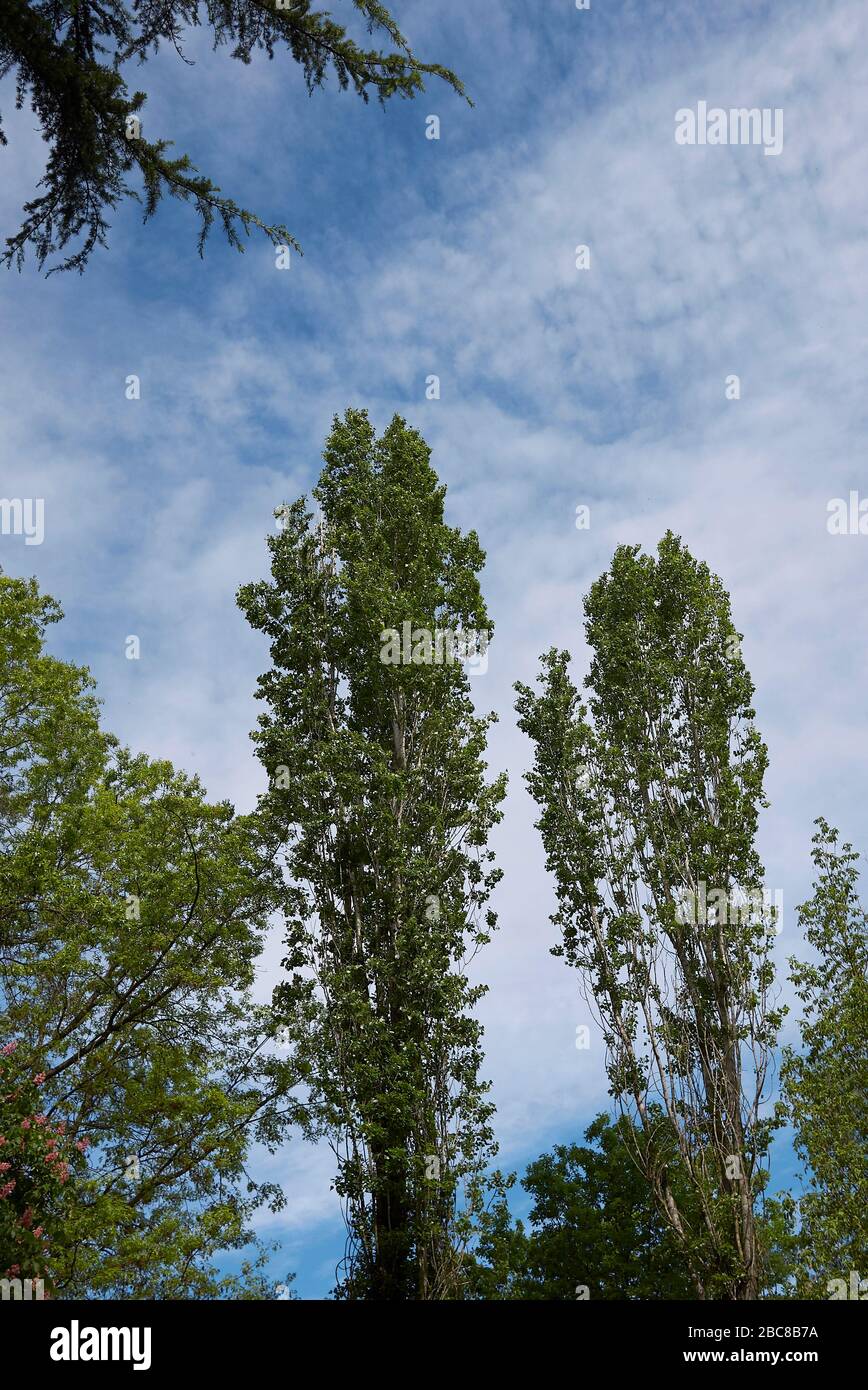 Black poplar leaves populus nigra hi-res stock photography and images ...