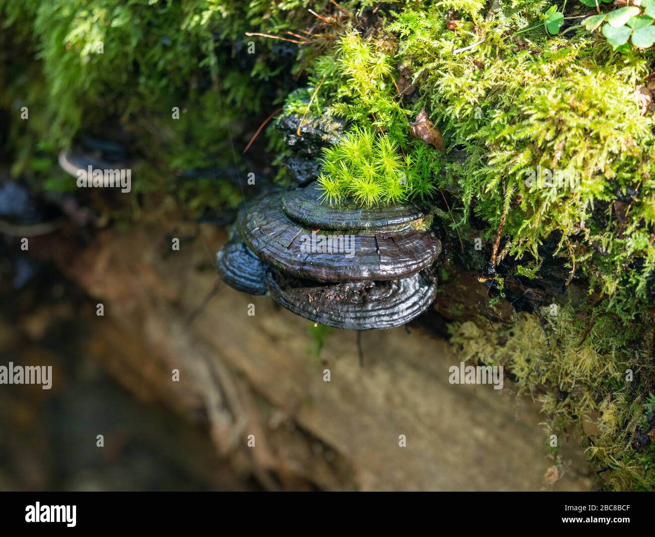 Large bracket fungus on a tree Stock Photo - Alamy