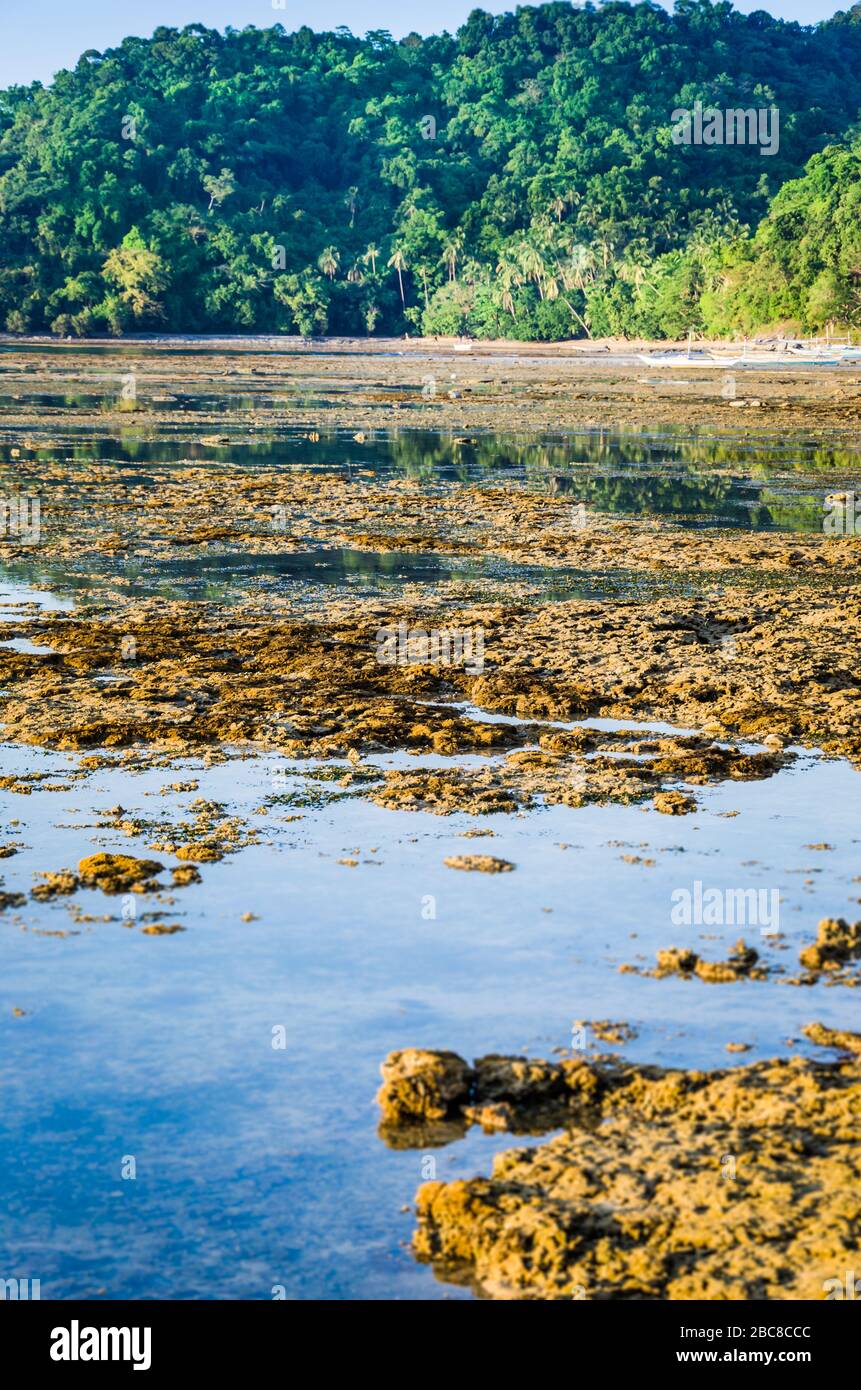 Beautiful Reflection of Jungle in Water on Low Tide, El Nido, Palawan ...