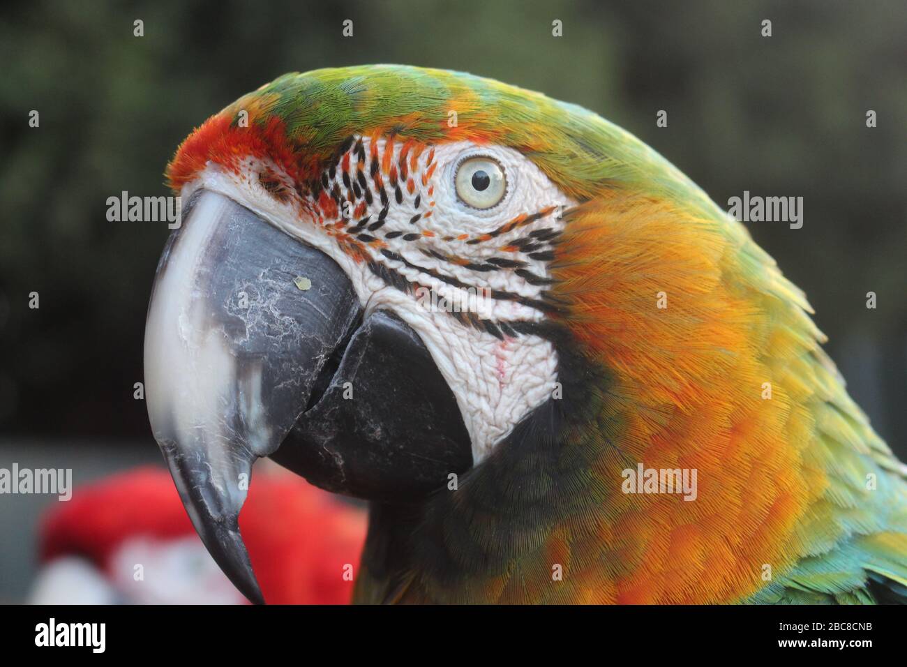 Hinckley tropical bird land hi-res stock photography and images - Alamy