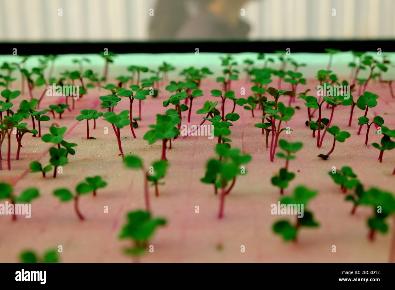 Sprout farm hi-res stock photography and images - Alamy