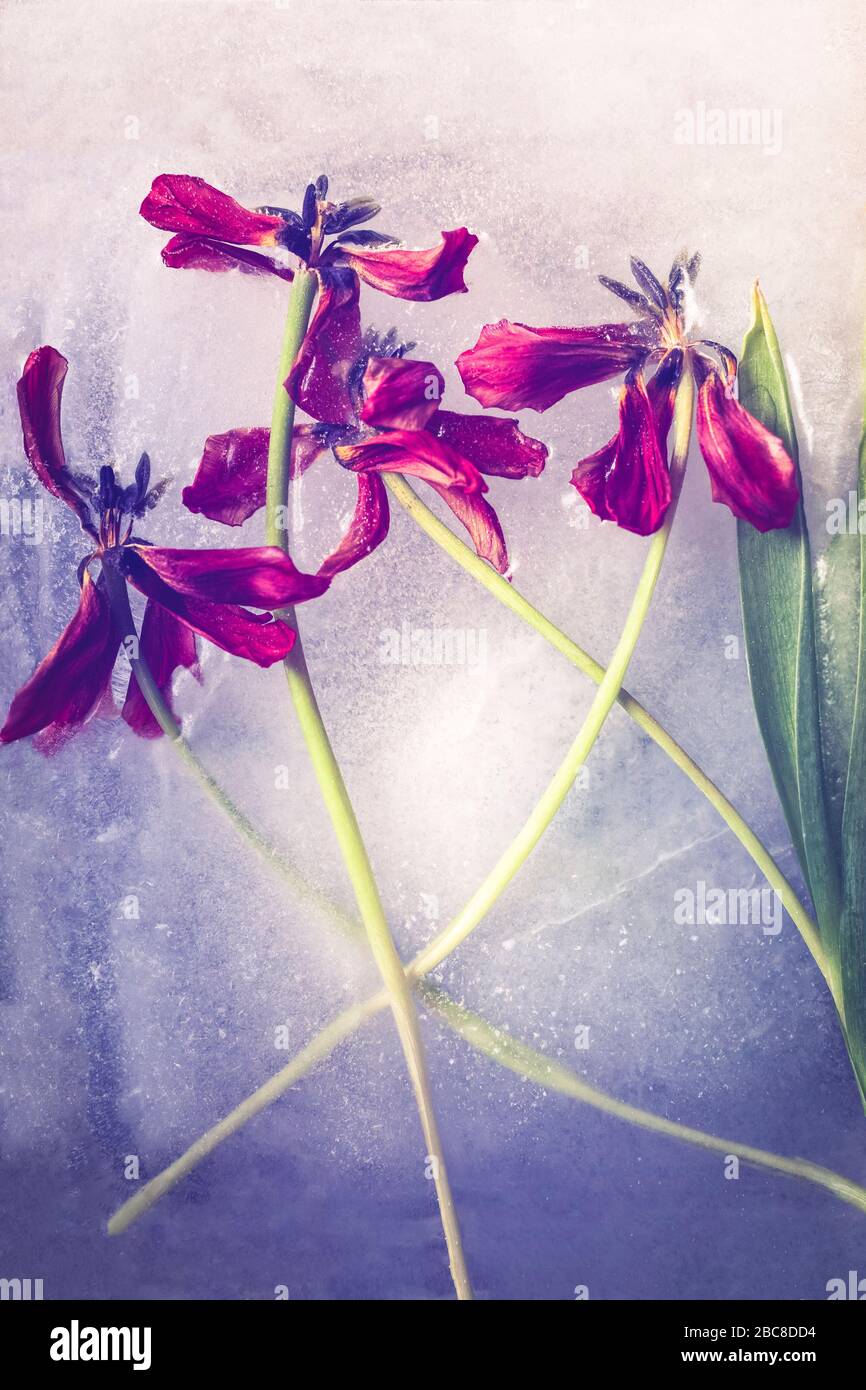 Flowers in ice Stock Photo - Alamy