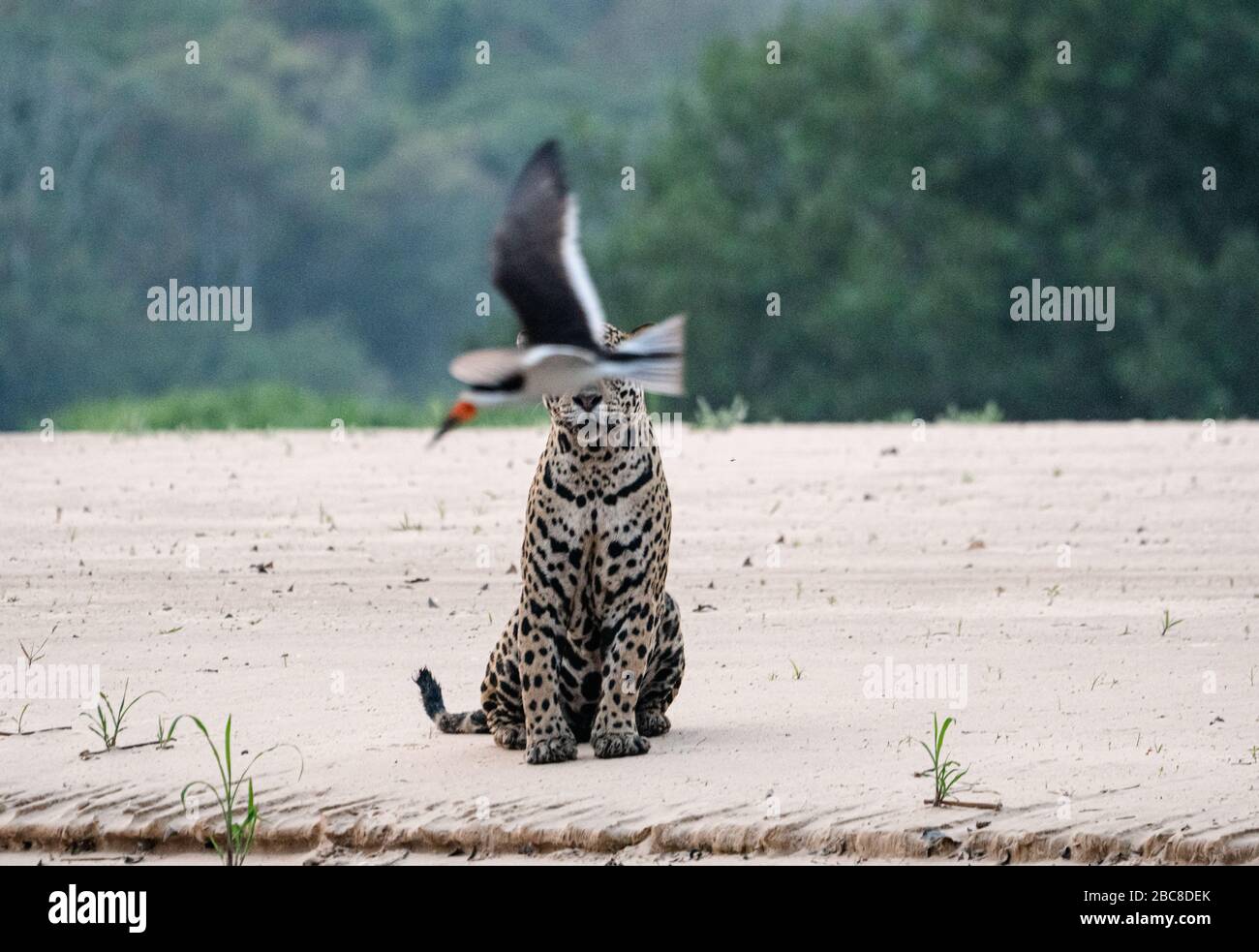 Jaguar on beach hi-res stock photography and images - Alamy