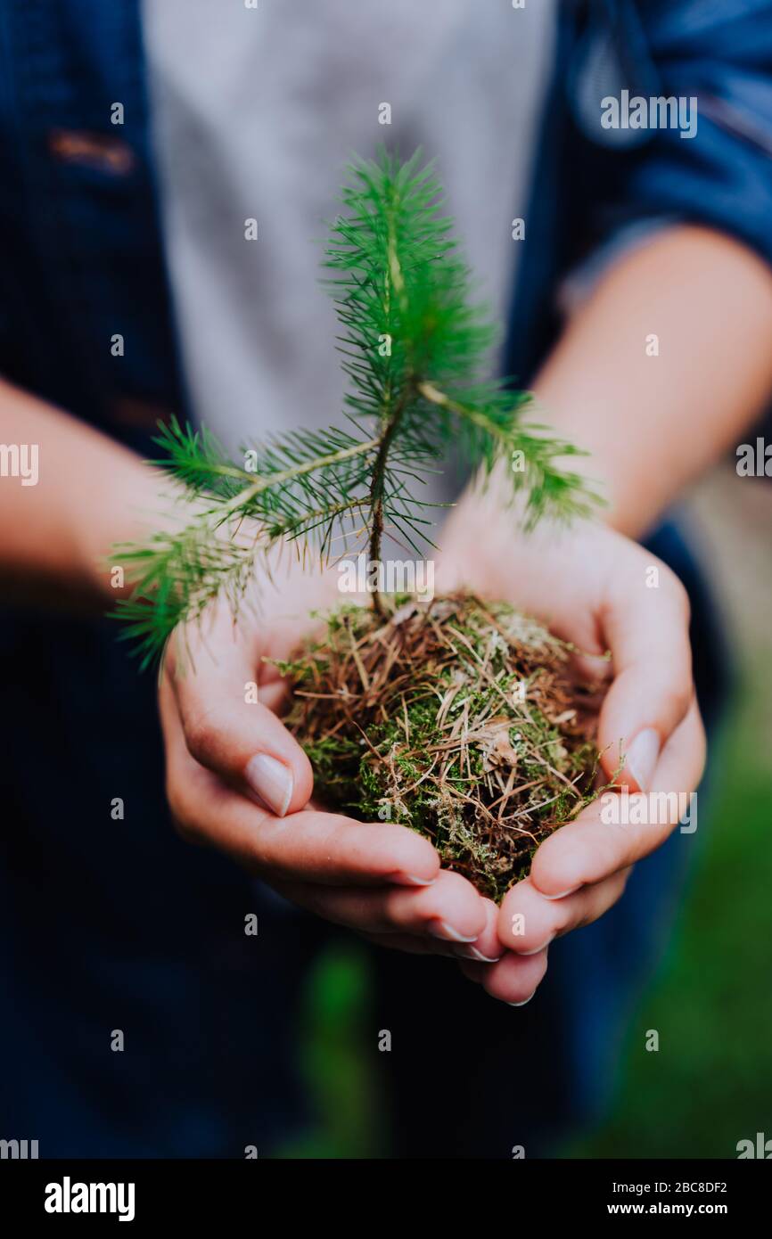 Female hand holding sprout wilde pine tree in front in nature green ...