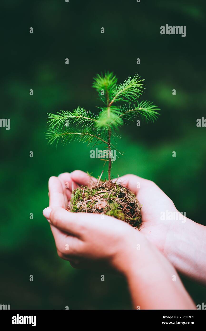 Female hand holding sprout wilde pine tree in nature green forest ...