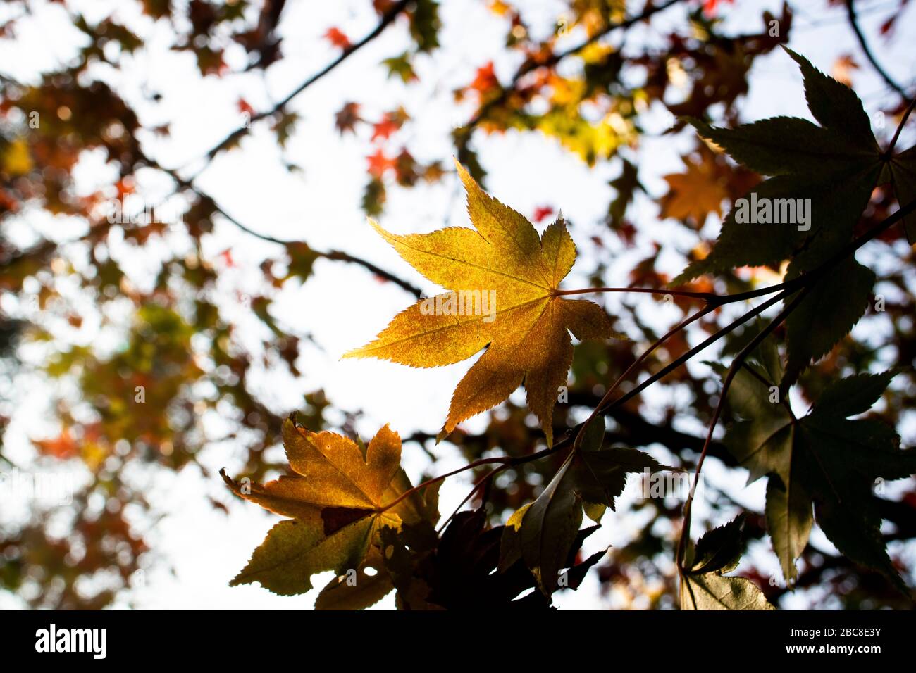 Close-up of the leaves of the maple tree, whose Latin name is Acer ...