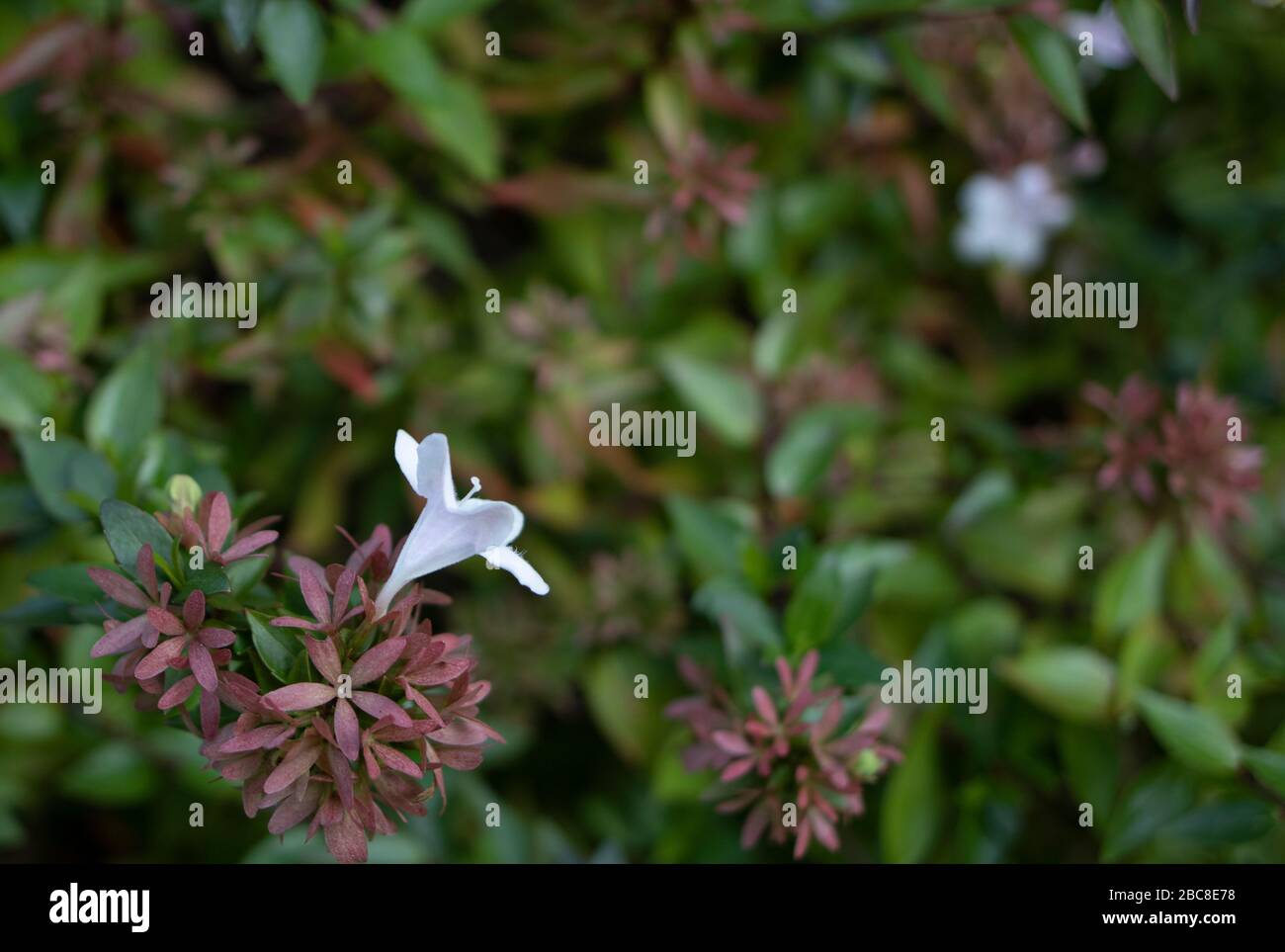 Close-up of the crown of the flower, whose Latin name is abelia x ...