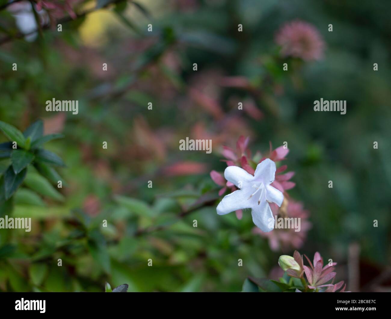 Abelia High Resolution Stock Photography and Images - Alamy