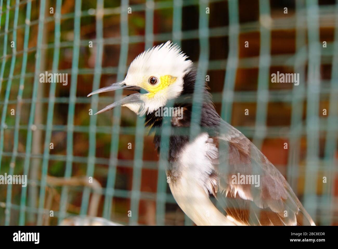 bird behind the green cage Stock Photo - Alamy