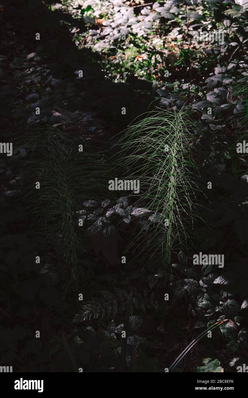 Forest, trees, nature, landscape, tree trunks Stock Photo - Alamy