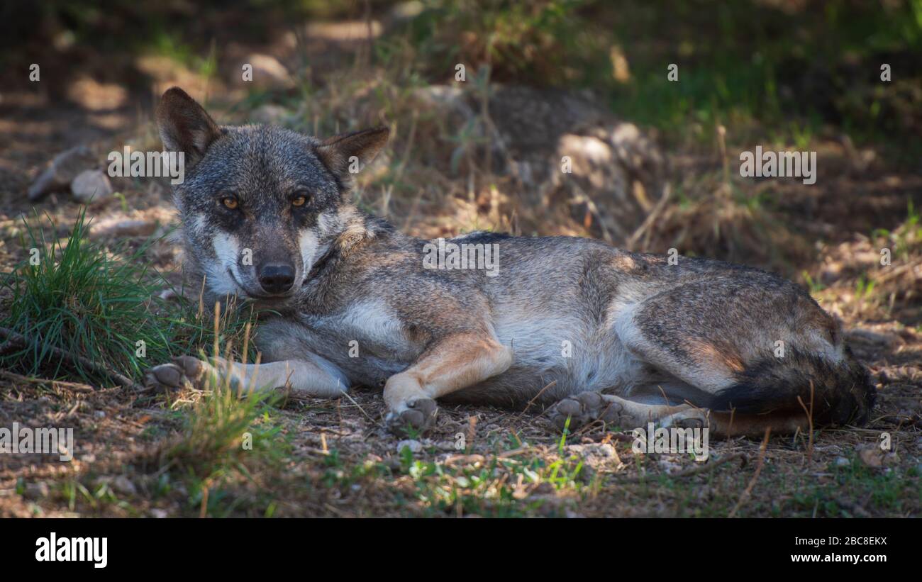 Wolf watching spain hi-res stock photography and images - Alamy