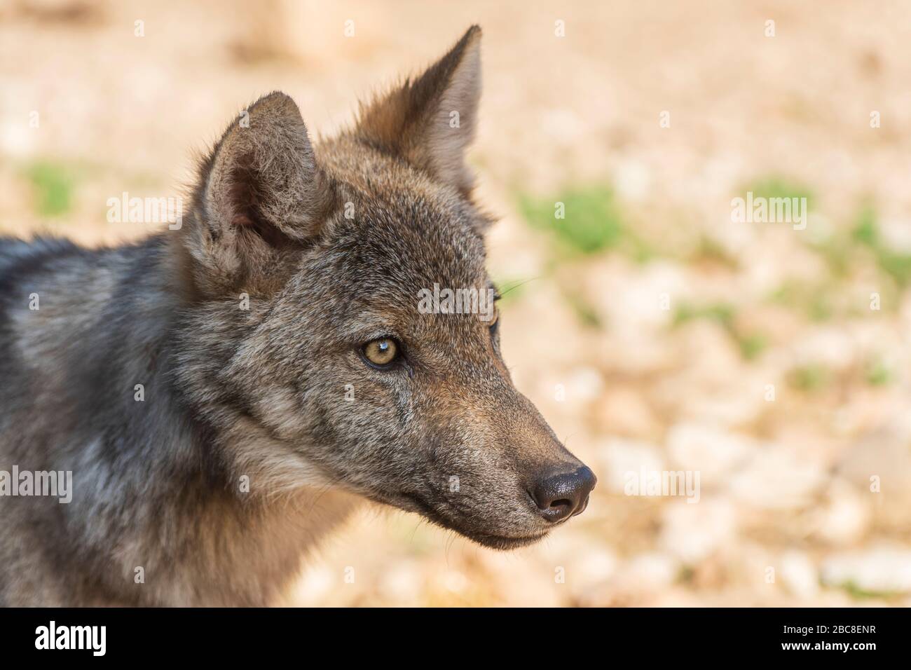 Iberian wolf photographed in the Lobo Park research enclosure ...