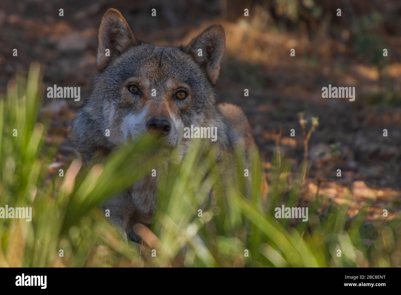 Iberian wolf photographed in the Lobo Park research enclosure ...