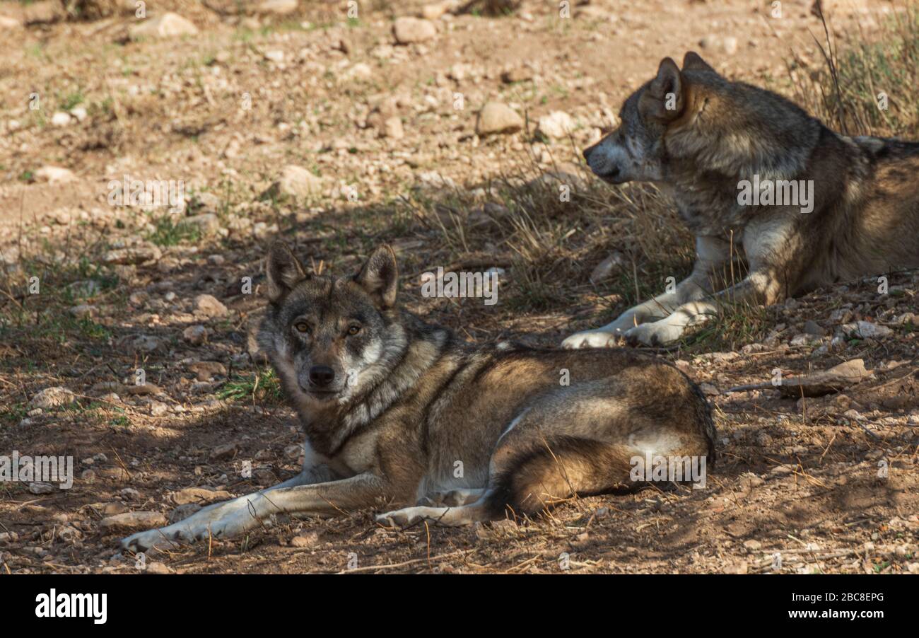 Iberian wolves photographed in the Lobo Park research enclosure ...