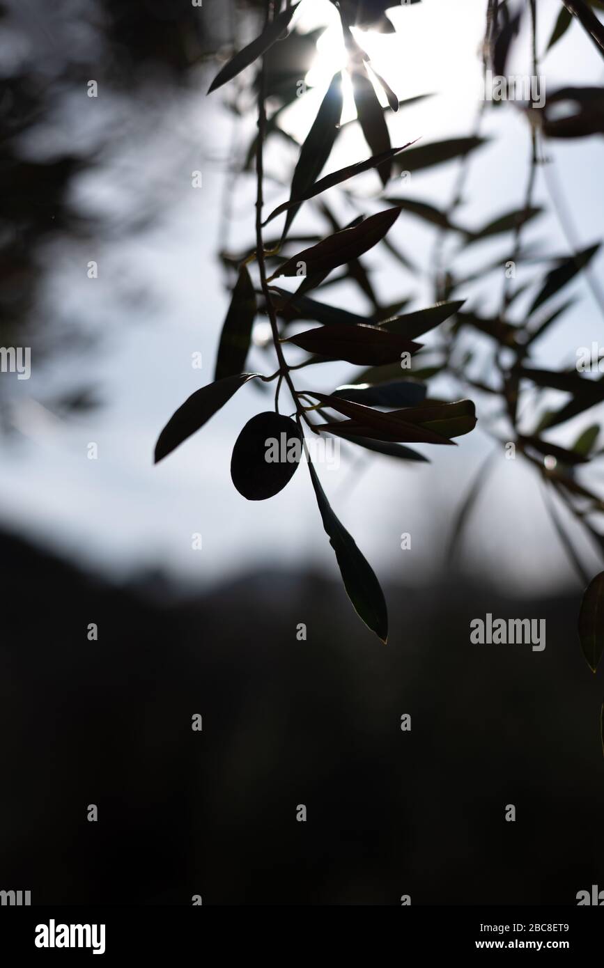Single olive tree hi-res stock photography and images - Alamy