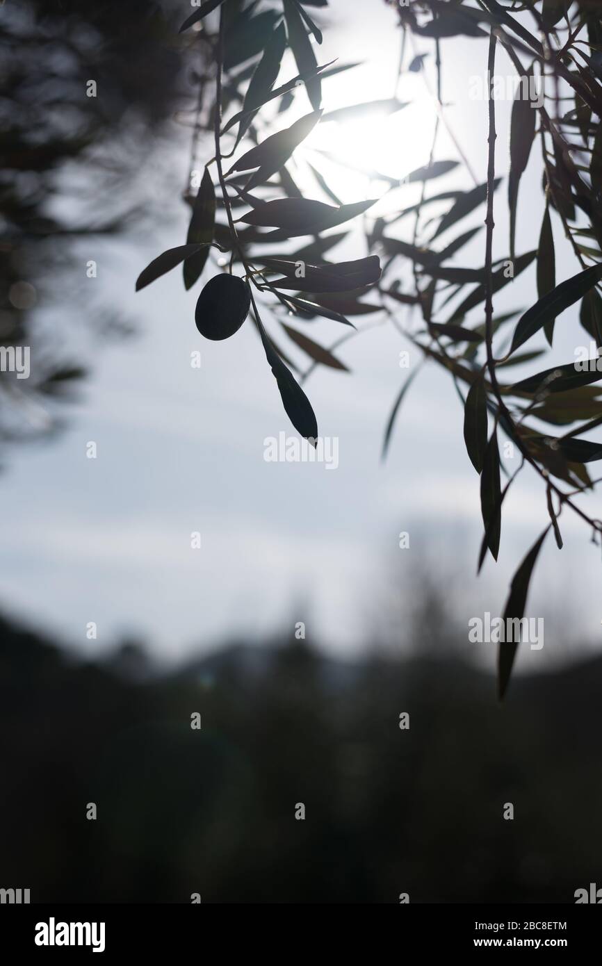 A single olive at the end of a branch of a centenary olive tree Stock ...