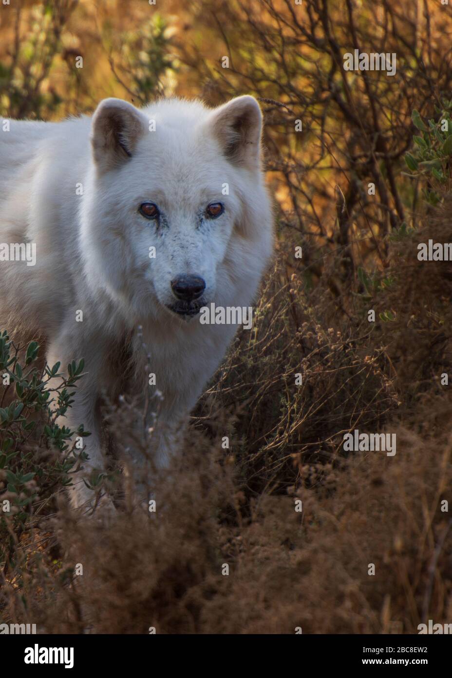 Alaska Tundra Wolf photographed in the Lobo Park research enclosure ...