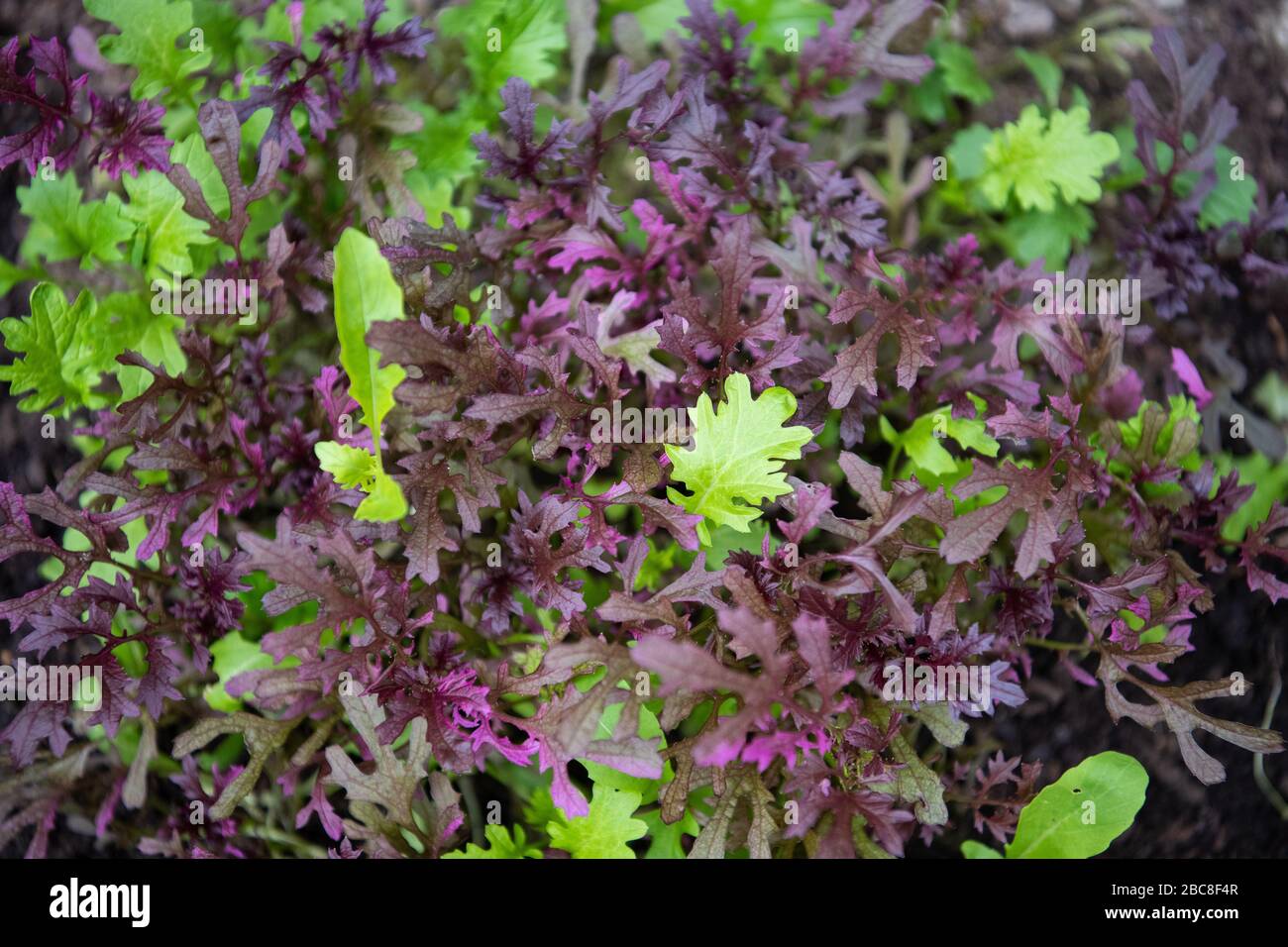 Red salad leaves hi-res stock photography and images - Alamy